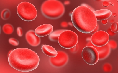 Protein Functions in the Human Body and in Cells | Owlcation