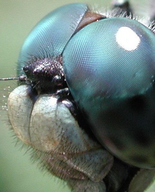 How the Sense of the Eyes Work in Living Organisms | HubPages