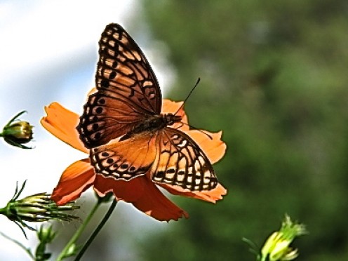 Blood Color in Humans and Animals: Meaning and Function | Owlcation