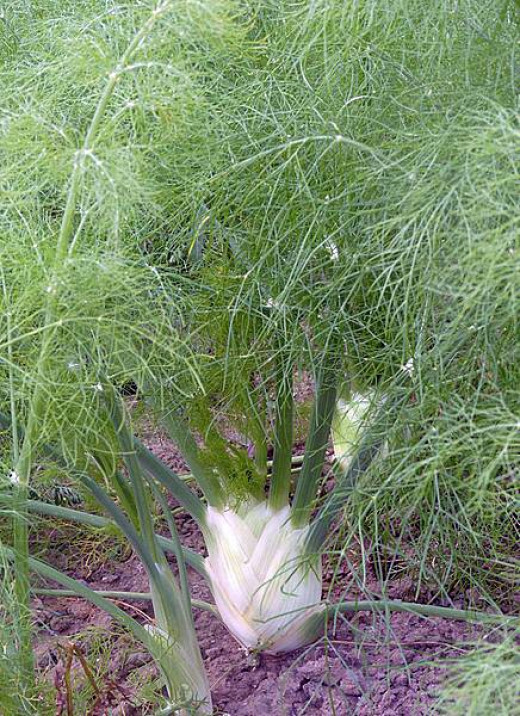 Fennel: Culinary Uses and Health Benefits, Especially Regarding Women ...