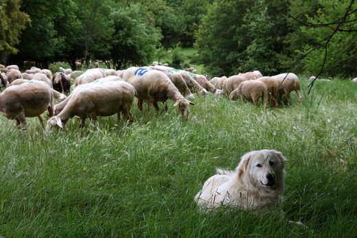 The Five Best Livestock Guard Dogs for Sheep, Goats, and Other Herds ...