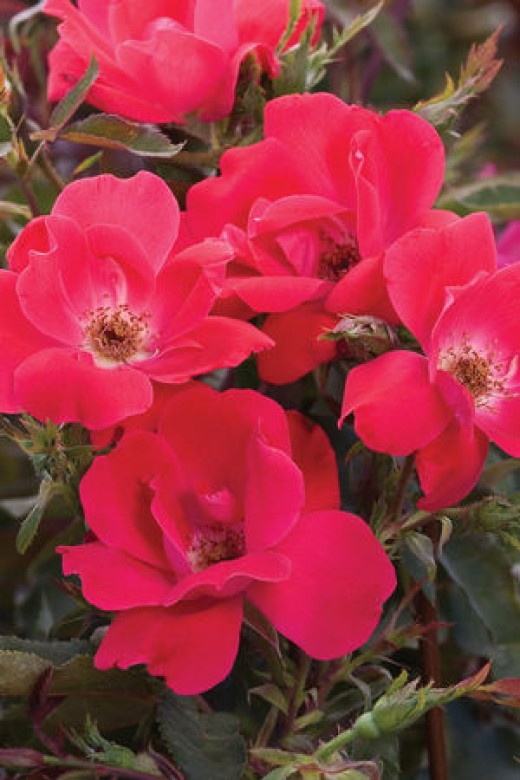 Knockout Roses: Overrated or Garden Superstars? | Dengarden