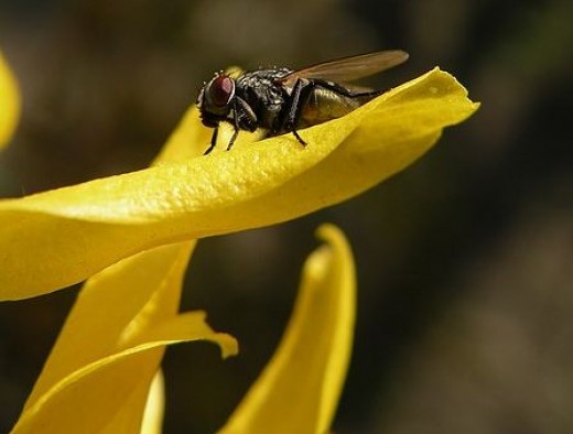 The Dangerous House Fly | Dengarden