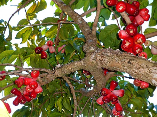 Tropical Taste of Hawaii: The Mouth-Watering Mountain Apple | Dengarden