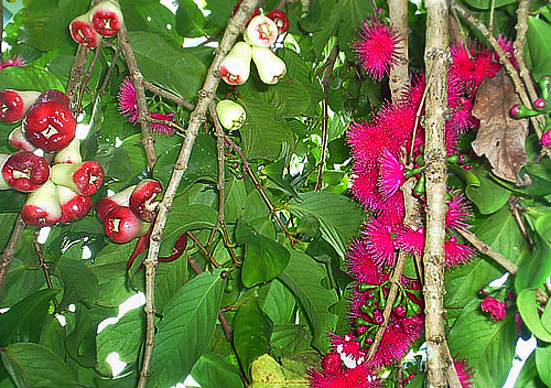 Tropical Taste of Hawaii: The Mouth-Watering Mountain Apple | Dengarden