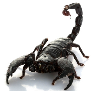 Three of the Most Dangerous Scorpions in the World | Owlcation