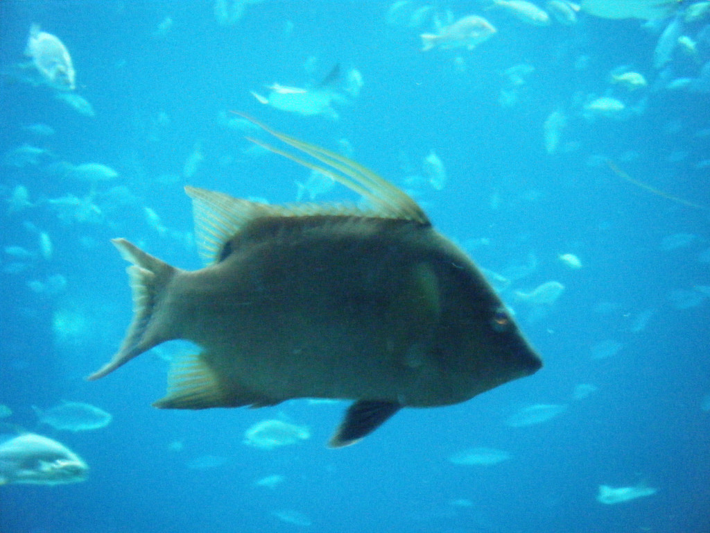 Fish: A Comprehensive Introduction | HubPages