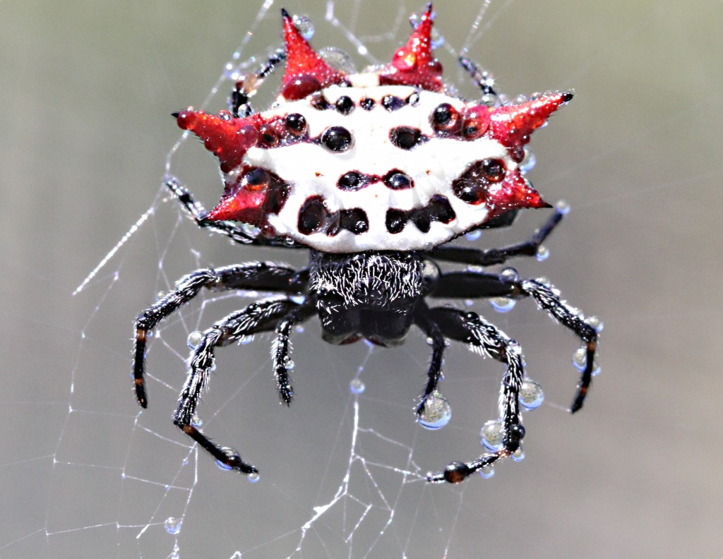 Amazing Spiders - Strange, Interesting and Scary Facts | Owlcation