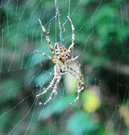 Amazing Spiders - Strange, Interesting and Scary Facts | Owlcation