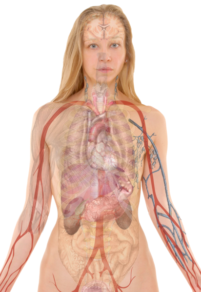 How Do Medicines Work In The Body HealDove