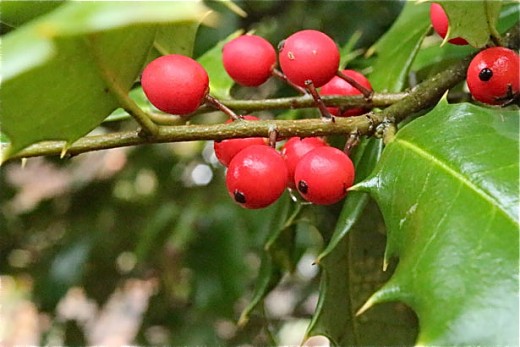Twelve Christmas or Holiday Plants: Poisonous and Safe | Dengarden