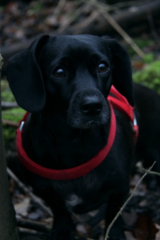 How to Prevent Back Problems in Dachshunds | PetHelpful How to Prevent Back Problems in Dachshunds | PetHelpful