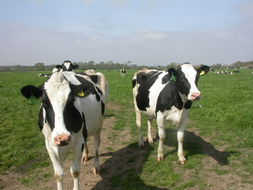 A True, Smart Cow Story | HubPages