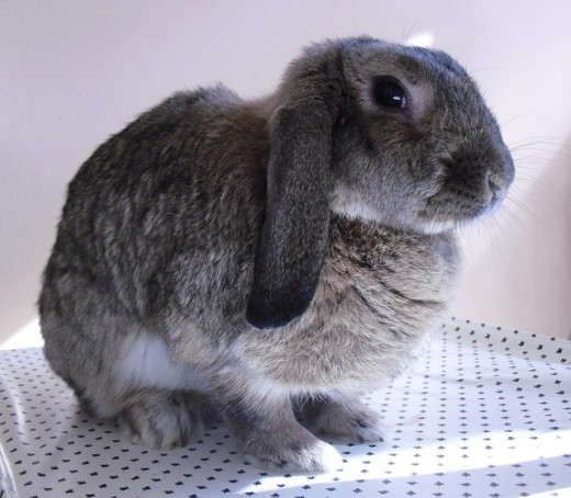 How to Treat a Bunny Rabbit With an Abscess on Their Chin | HubPages