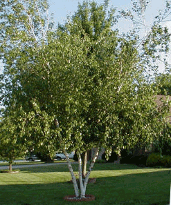 10 Wonderful Trees With White Bark | Dengarden
