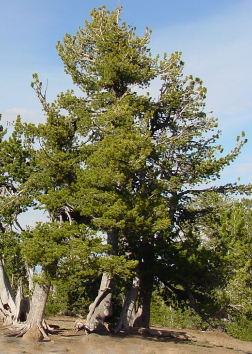 10 Wonderful Trees With White Bark | Dengarden