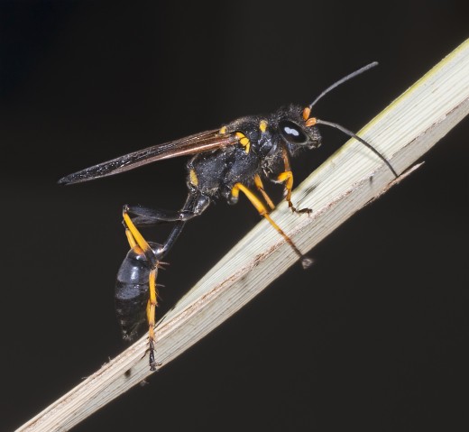 What Are Mud Dauber Wasps and Should You Get Rid of Them? | Dengarden
