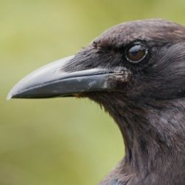 Smartest Animals – The Amazing Crow | HubPages